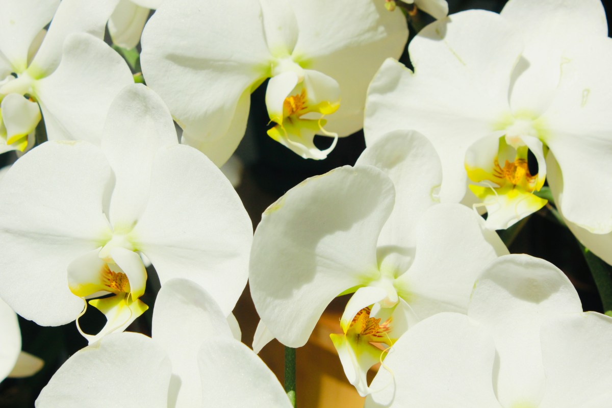 Simple – MARLA'S WORD PLAY